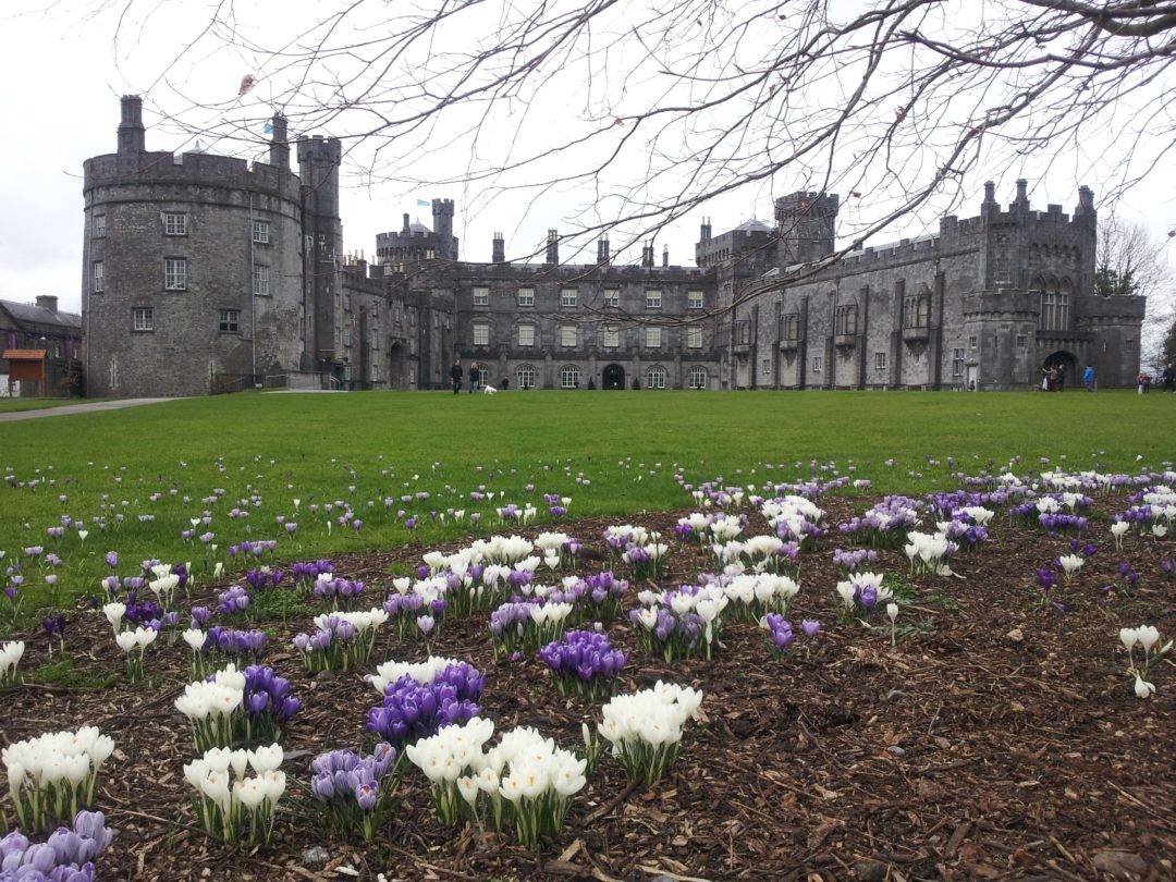 Castle crocus | Kilkenny Castle